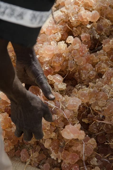 Gum Arabic — Wildcheck