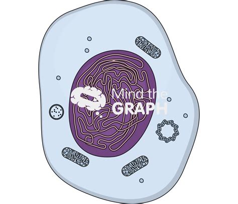 Free Cell Interphase Nucleus Icons Symbols Pictures And Images Mind The Graph