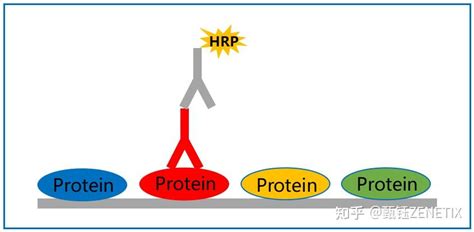 一文带你了解wb实验的全过程！ 知乎