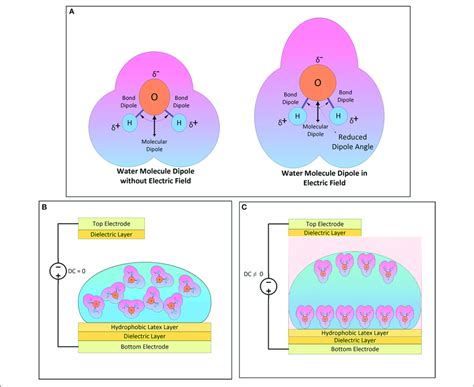 A Schematic Of Water Molecule Dipole B Schematic Of Water