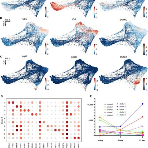 Cell Type Feature Plots A Feature Maps For Neuron Cell Type Marker