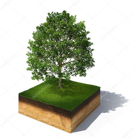 Ground With Tall Tree Stock Photo By Egorovartem 63635071