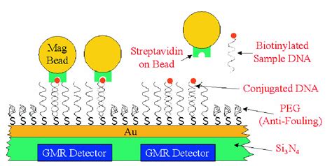 Figure 1 From Ultra Dense Dna Microarray Design Using Magnetoresistive