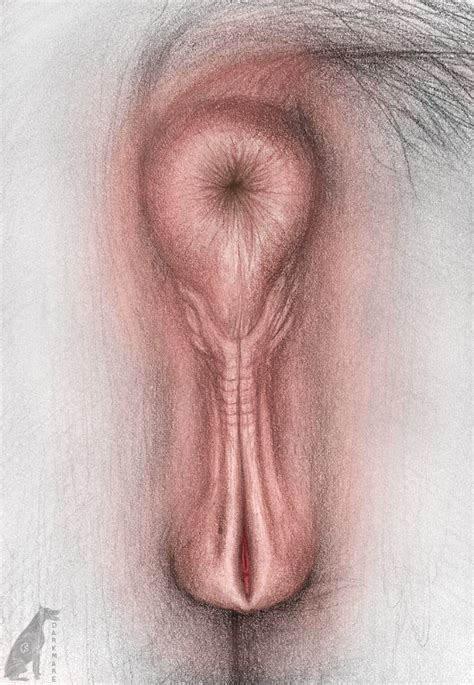 Rule 34 2016 Anatomically Correct Anatomically Correct Pussy Animal Genitalia Animal Pussy