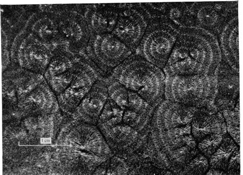 The Concentric Wave Pattern In Fields Of D Discoideurn N C ~ Download Scientific Diagram