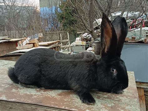 კურდღელი სანაშენეთ სხვადასხვა ჯიშები მეორადი და ახალი ნივთების ყიდვა გაყიდვის პლატფორმა Mymarket