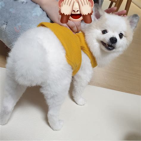 메이듕 On Twitter 포켓몬강아지