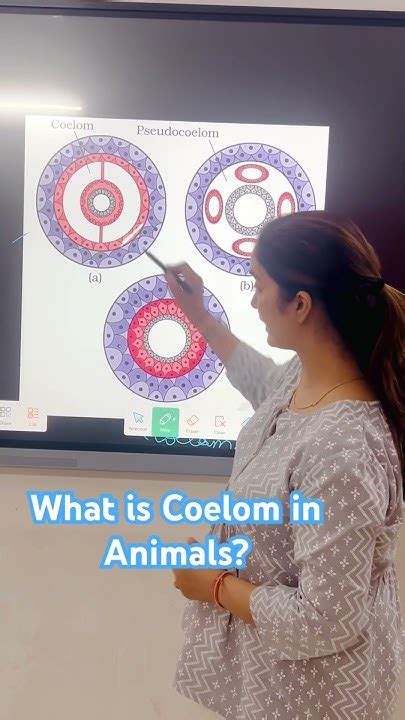 Coelomates Acoelomates Pseudocoelomates Kcbiozone Soniakaushikbiology Neetbiolgy Ncert