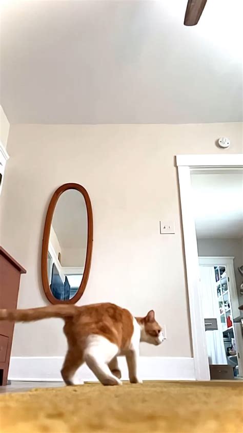 a flying catch r holdmycatnip