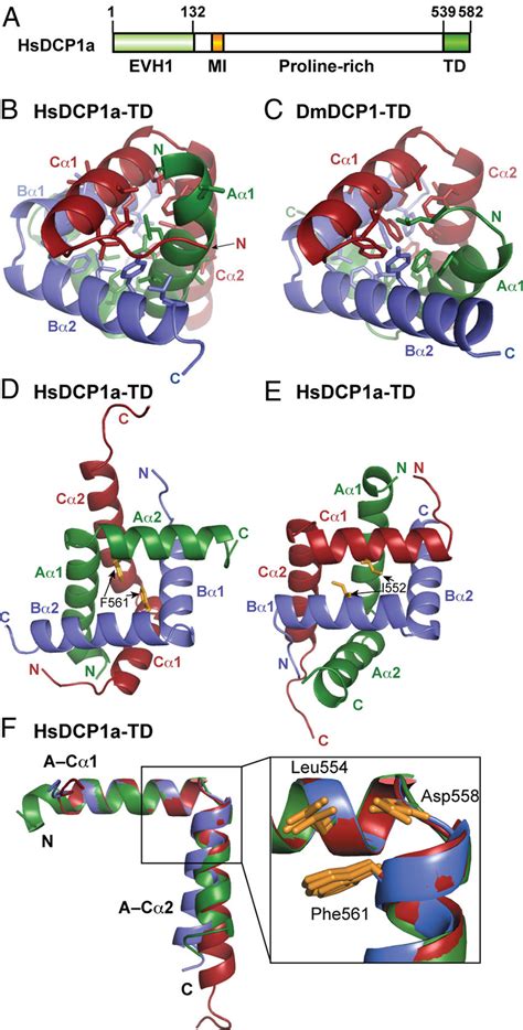 Structure Of The Dcp1 Trimerization Domain A Domain Organization Of Download Scientific