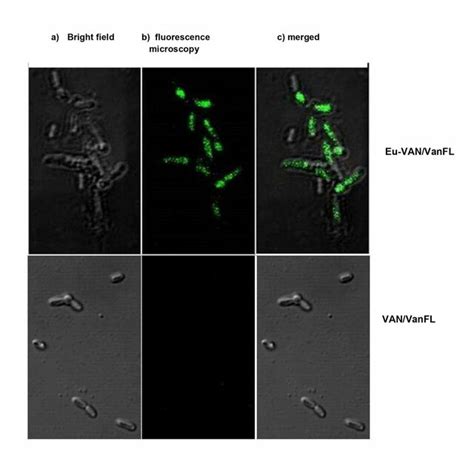Crystal Structure Of Vancomycin In Complex With Ac Lysac Dala D Ala