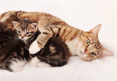 Mothers Day 15 Adorable Mama Cats And Their Kittens [pictures] Cattime