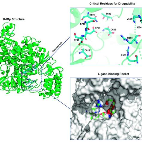Structure Of Sars Cov 2 Rna Dependent Rna Polymerase Rdrp And Its Download Scientific Diagram