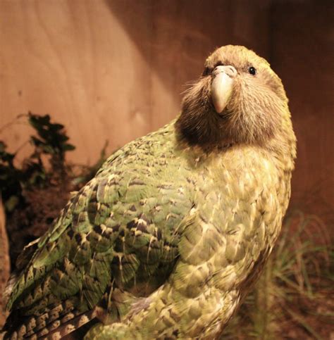 Kakapo Safe Worldwide