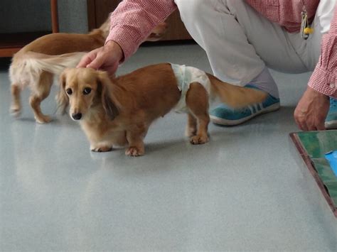 東洋医学をどうぶつに？その実際のところ －鍼とツボ－ 南麻布の動物病院はthe Vet 南麻布動物病院 動物健康診断センター 〜 白金