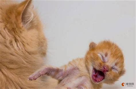 橘猫幼崽如何分辨公母 唯宠网