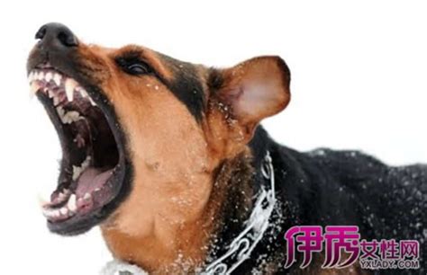 狗得狂犬病咬人