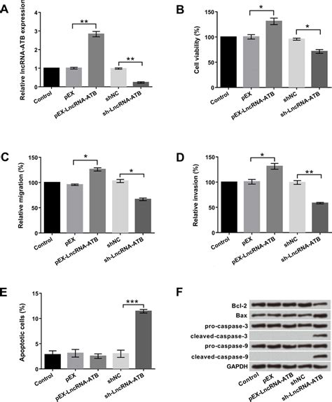 Long Noncoding Rna Activated By Transforming Growth Factor B Download Scientific Diagram