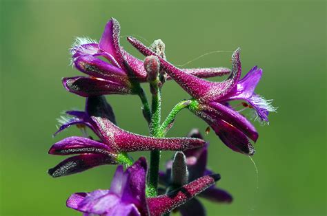 Sadece Kıbrısta Bulunan Delphinium Caseyi Koruma Altında Olacak Sadece Kıbrısta Bulunan Delphinium Caseyi Koruma Altında Olacak