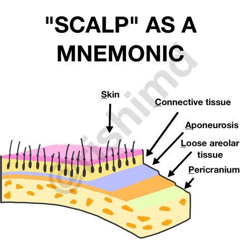Layers Of Epidermis Of Skin Mnemonic At Roger Storey Blog