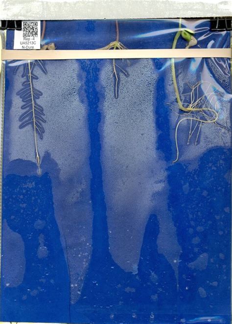 Root Phenotyping