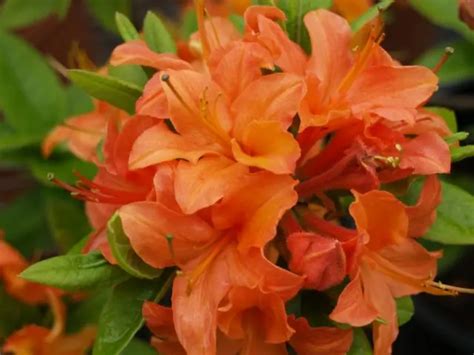 Azalea Deciduous Photo Varieties Cultivation Healthy Food Near Me