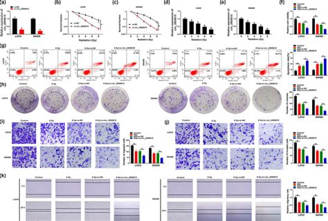 Depletion Of Circ Enhances The Radiosensitivity Of CRC Cells Download Scientific