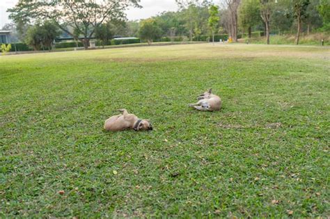 Premium Photo Dog Itching On Grass Field In Summer