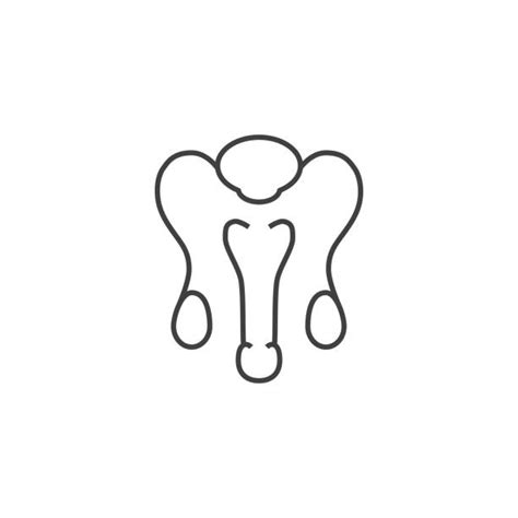 Drawing Of A Diagram Of The Male Reproductive System Illustrations Royalty Free Vector Graphics