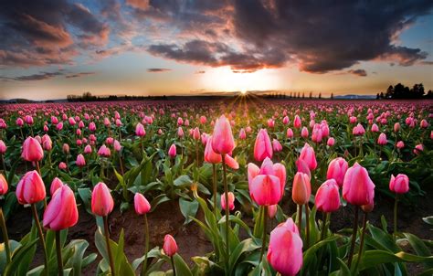 Картинки на рабочий стол 1366х768 весна