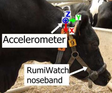 Figure 1 From Classification Of Ingestive Related Cow Behaviours Using Rumiwatch Halter And Neck
