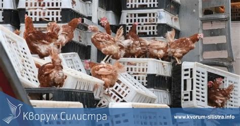 Пиян шофьор обърна камион с птици на пътя Разград Силистра Кворум Силистра