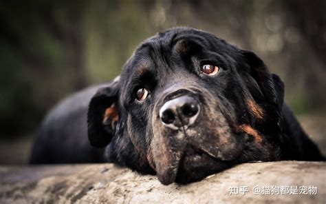 家庭护卫犬卡斯罗和罗威纳哪个更合适 知乎