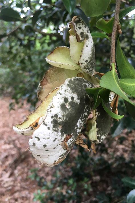How To Identify And Deal With Leaf Gall On Camellias