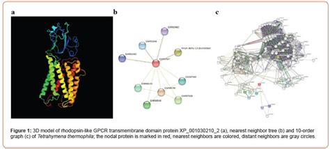 Intercellular And Intracellular Networks Signal Processing And