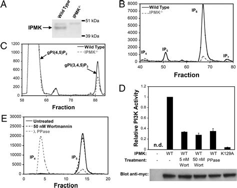 Inositol Polyphosphate Multikinase Is A Physiologic Pi3 Kinase That Activates Akt Pkb Pnas