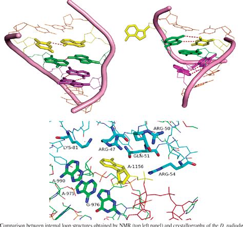 Figure 1 From The Nmr Structure Of An Internal Loop From 23s Ribosomal Rna Differs From Its