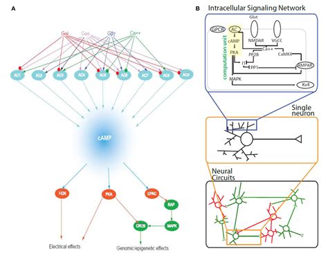 Figure 1 From Can Intracellular Camp Dynamics Enable Scalable Computation Semantic Scholar