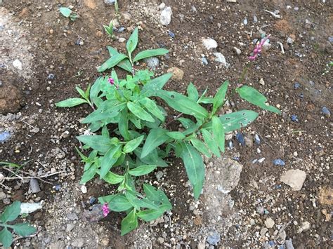 イヌタデ 愛すべき雑草たち