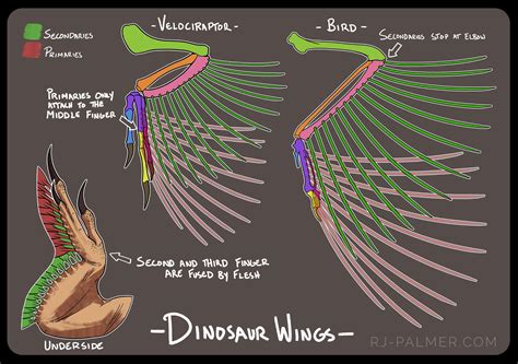 Bird Wing Anatomy Underside