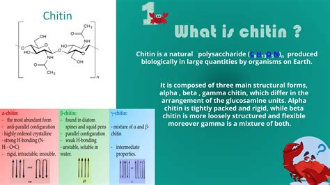 Presentation Of Chitin Extraction Et Application Pptx