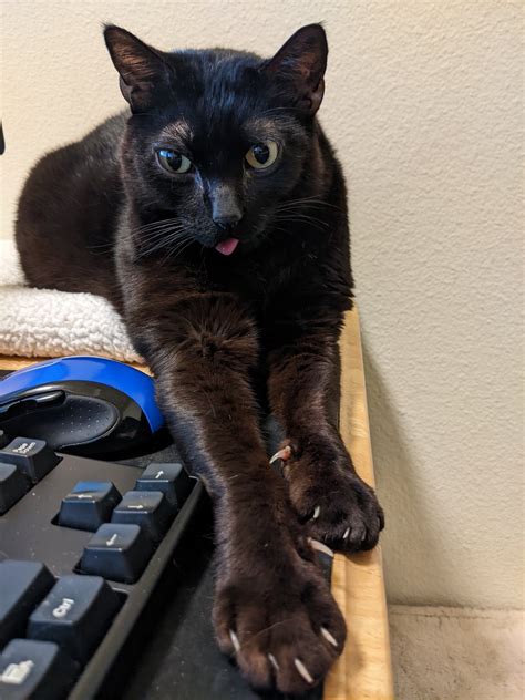 Mandatory Break Time Mouse Access Denied R Murdermittens