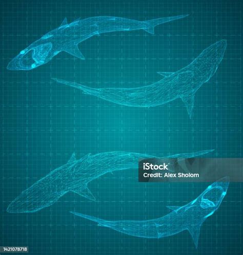 삼각형 그리드에서 벡터 3d 상어 개념에 대한 스톡 벡터 아트 및 기타 이미지 개념 개념과 주제 개체 그룹 Istock