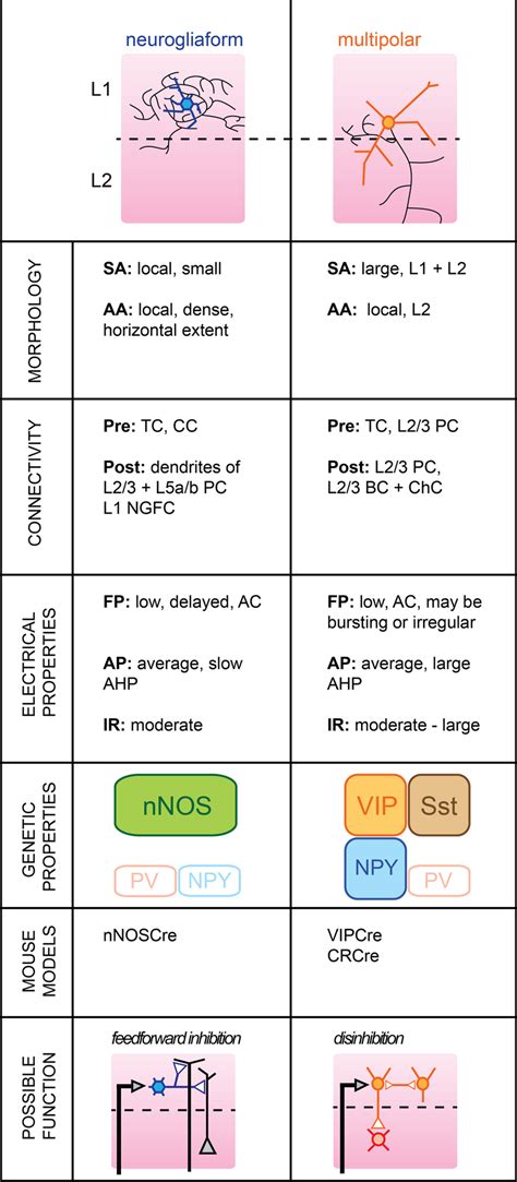 Subtypes Of Cortical Gabaergic Neurons In Layer 1 Top Schematic