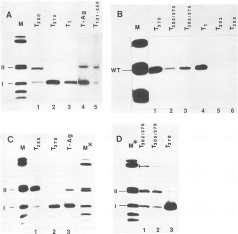 A And B Specific Dna Binding Of E Coli Extracts Containing Mutant