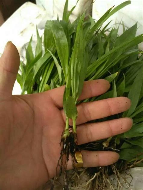 白芨種植概述 每日頭條