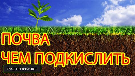 Кислотность почвы / Как подкислить почву? - YouTube