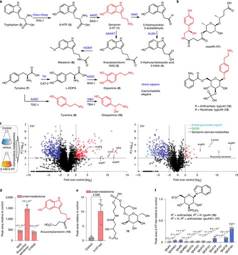Monoamine Neurotransmitter Biosynthesis And Serotonin Download Scientific Diagram