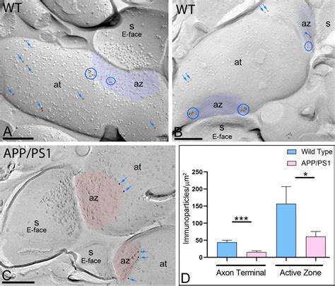 Reduction Of Girk2 Immunoparticles In Presynaptic Compartments Of