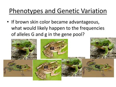 11 1 Genetic Variation Within Populations Worksheet